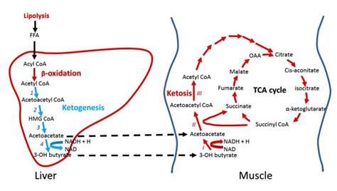 Ketone Bodies Analysis Service Creative Proteomics