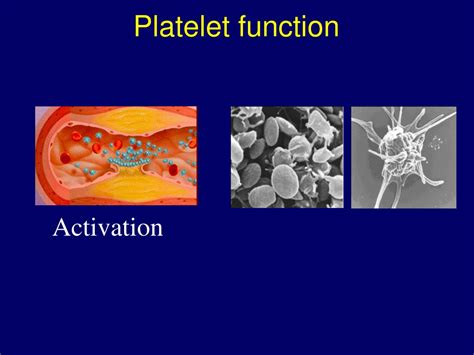 Platelets Function