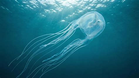 Box Jellyfish Venom Can Kill A Human In Minutes Doctors Warn