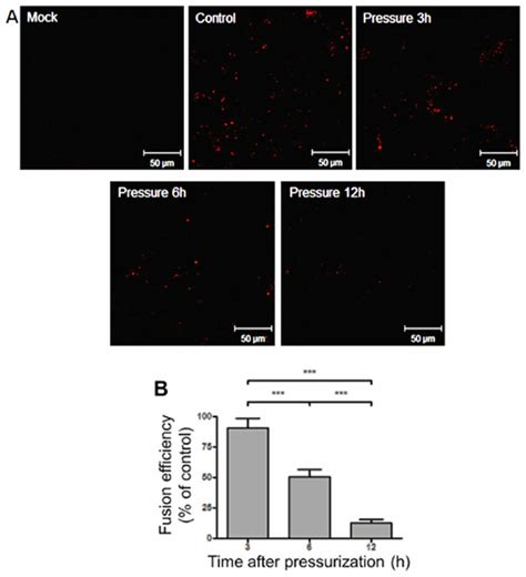 Hhp Treatment Preserves Viral Fusogenic Activity Virus Samples Were
