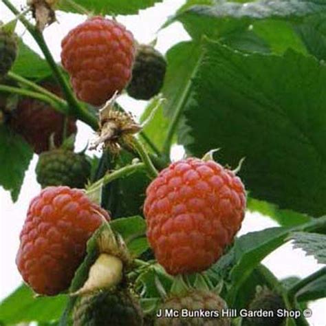 Raspberry Glen Prosen 3 Canes Bunkers Hill Plant Nursery