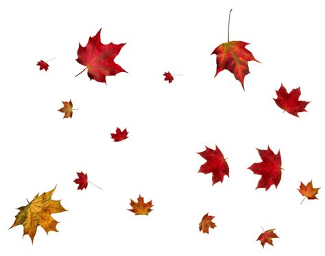 Fall Leaves Background Pngs For Free Download