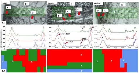1 1 Visual Image Mapping Area Of Pericarp P Aleurone Layer A Download Scientific Diagram