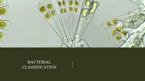 Solution Classification Of Bacteria Studypool