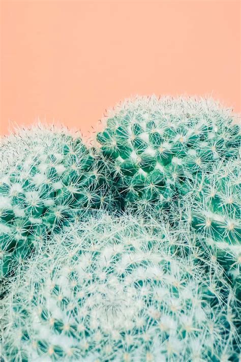 Buy White Crown Cactus Plantshop Me