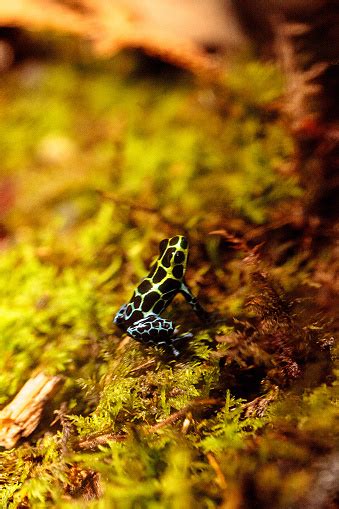 Foto De Rã De Dardo Envenenado Variável Iridescente Dendrobates