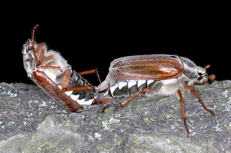 Copulating May Beetle Common Cockchafer Or May Bug Larvae Feed On Roots