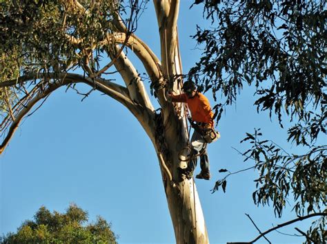 Tree Cabling To Extend Life Of Mature Trees