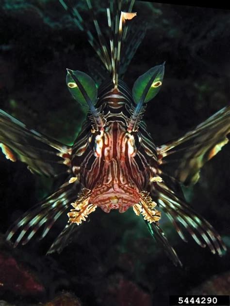 Devil Firefish Pterois Miles Underwater Beauty