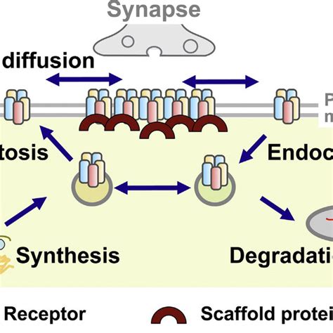 The Maintenance Of Synaptic Neurotransmitter Receptor Clustering By