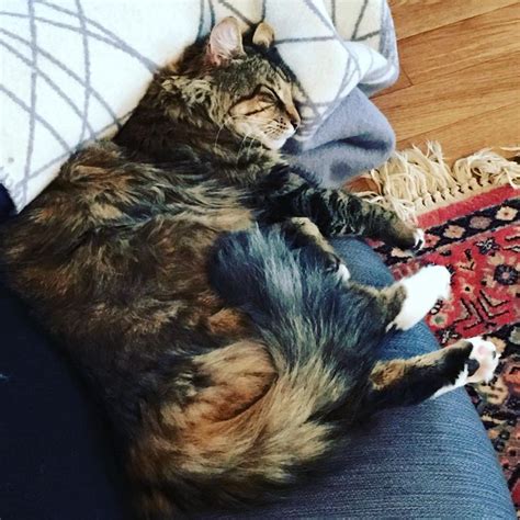 Lazy Cat Relaxing On Sofa