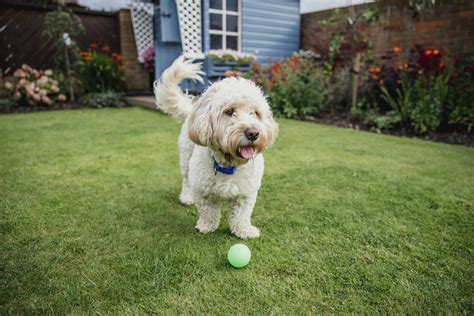 Activities To Keep Your Cockapoo Entertained Perfect Pooches
