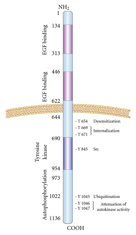Structure Of Egfr Egfr Consists Of Extracellular Transmembrane And Download Scientific