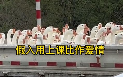 用上课比作爱情，在合适不过了！ 笑点有点低哦 笑点有点低哦 哔哩哔哩视频