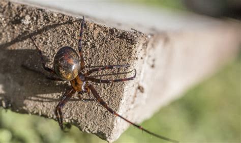 Watch Terrifying Moment Man Captures Four Venomous False Widow Spiders