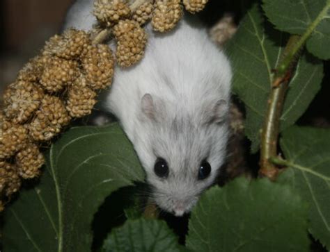 Dsungarischer Zwerghamster Phodopus Sungorus Das Blogtier