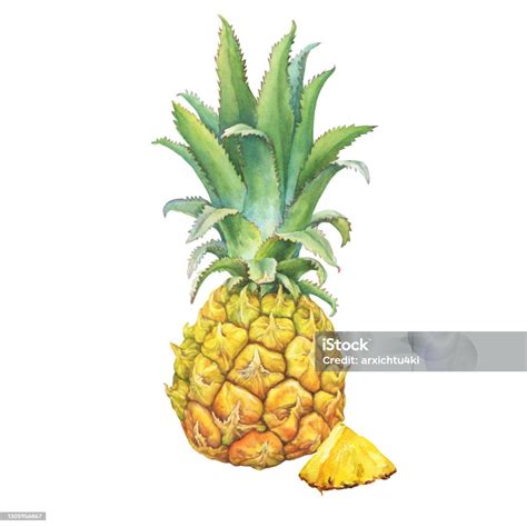 녹색 잎으로 아기 파인애플의 전체와 조각 이 완고합니다 흰색 배경에 고립 된 손으로 그린 식물 수채화 그림 그림 0명에 대한 스톡 벡터 아트 및 기타 이미지 Istock