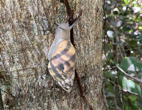 Investigating An Invasive Predator Researching Flatworms To Protect
