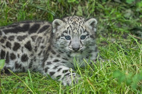 60000 Free Snow Leopard And Snow Leopard Photos Pixabay
