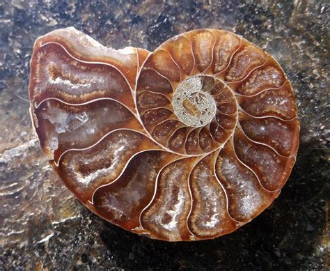 The Fibonacci Sequence Is Recognized In Nature Saudigugl