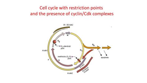 The Principles Of Cell Division Differentiation Ppt Download