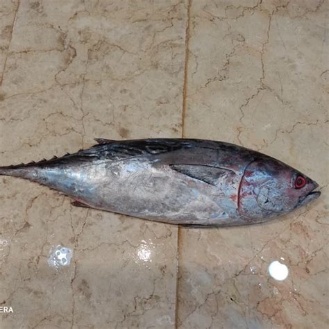 خرید و قیمت ماهی تُن تُن ماهی تازه 5 کیلویی از غرفه اروند آبزی