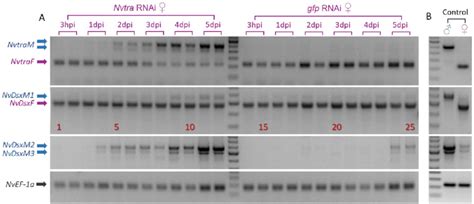 Confirmation Of Sex Specific Dsx Splicing After Nvtra Knockdown In