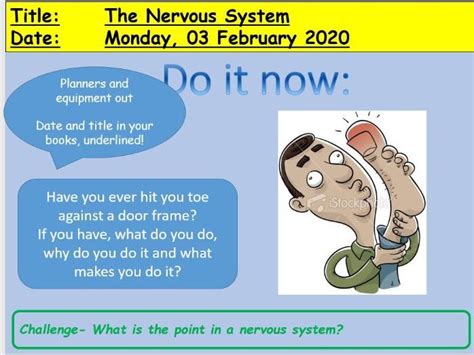 Gcse The Nervous System Teaching Resources