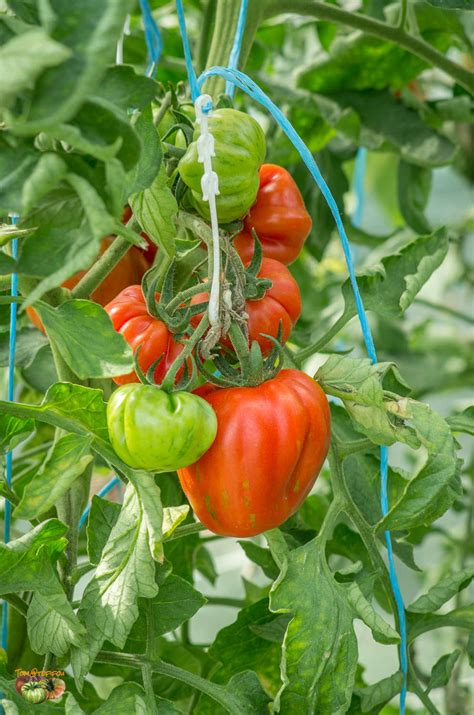 Gogoshary Striped op , Gogoshari Polosatye, Гогошары Полосатые