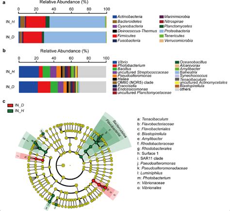 Composition Of The Bacterial Communities In The Intestine Of Healthy Download Scientific