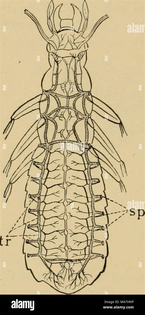 Elementary Entomology Fig 39 Diagram Of Tracheal System In Body