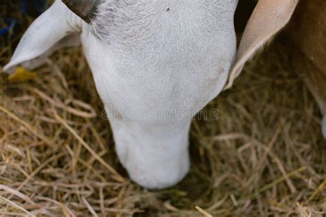 Close Up Of Cows In A Farm Eating Grass Hay Stock Image Image Of Eating Brown 156582039