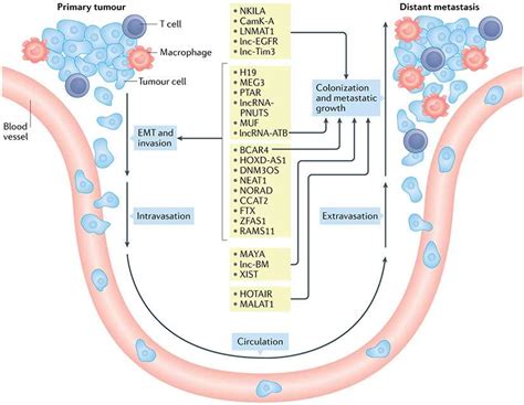 Noncoding Rna Biomarker Discovery For Cancer Alfa Cytology