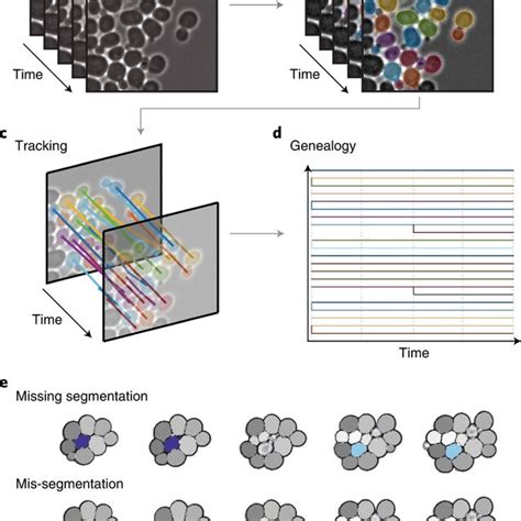 Cell Tracking Pipeline And Common Problems A Typical Time Lapse Download Scientific Diagram