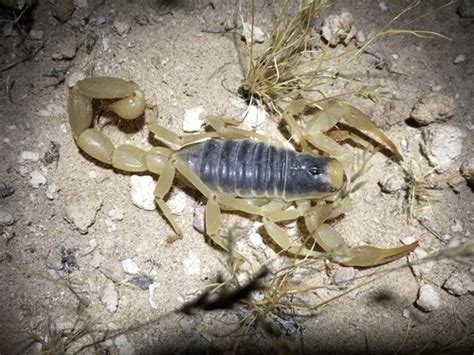 Alacrán Amarillo Del Desierto Hadrurus Arizonensis