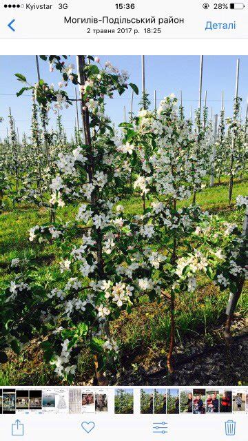 Продам Яблоки купити яблоки — Agro Ukraine