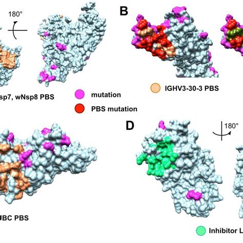 Evolutionary Conservation Of Functional Sites In Sars Cov 2 Proteins Download Scientific