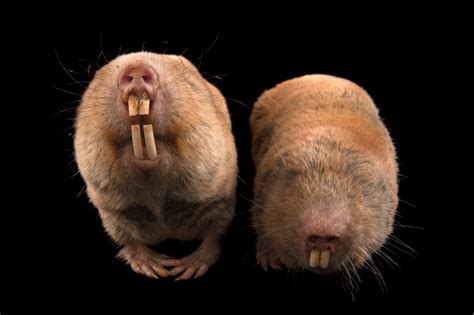 Mechows Mole Rats Fukomys Mechowii Joel Sartore