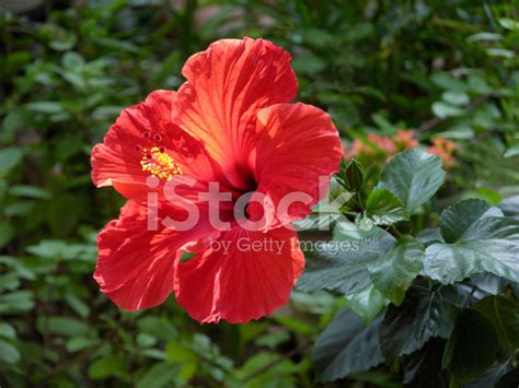 히 비 스커 스 스톡 사진 Freeimages