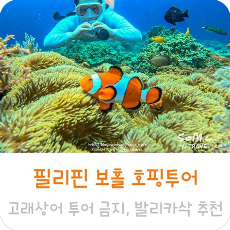 필리핀 보홀 호핑투어 보홀 고래상어 호핑투어 금지 발리카삭 투어 추천 네이버 블로그