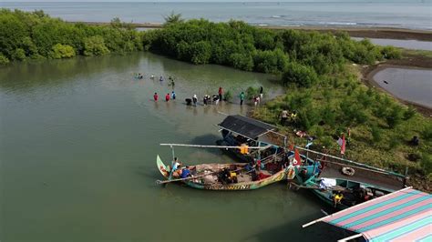 Indonesia Mangrove Ecosystem 29365362 Stock Video At Vecteezy