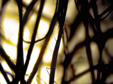 Under The Lens Of A Microscope A Thin Slice Of Tissue Unveils A