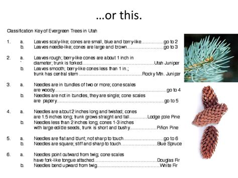 PPT Dichotomous Key Practice PowerPoint Presentation Free Download ID