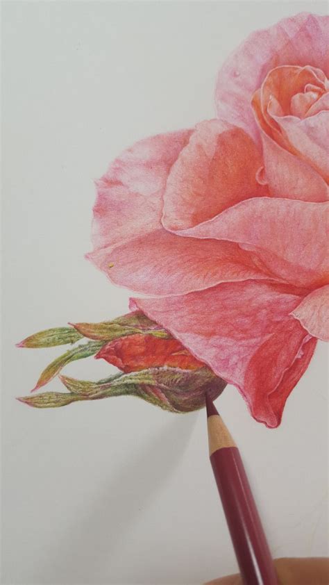 작가되기31 더 세밀하게 그리기 장미 Flower Drawing Color Pencil Illustration Color Pencil Art