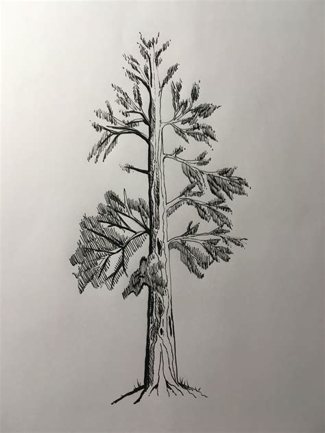 Tree Ink Drawing Ink Drawing Drawings Ink