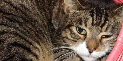 Charly Tierrechtsorganisation Einhorn E V