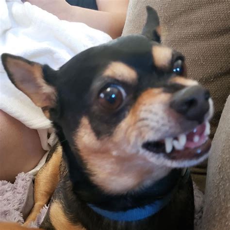 Annoyed Chihuahua Memes