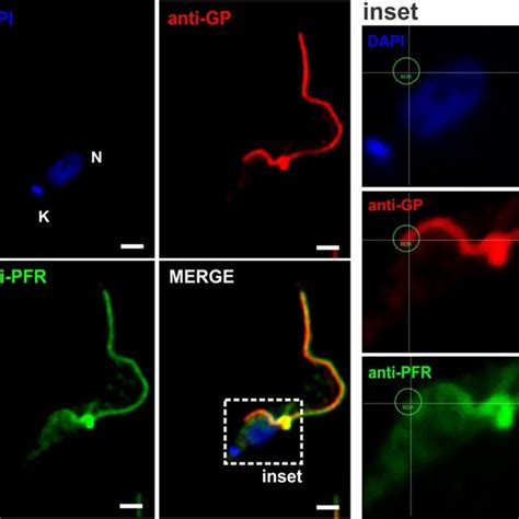 Triple If Staining Of Human Tonsil Cd3 Red Cd8 Blue And Cd57