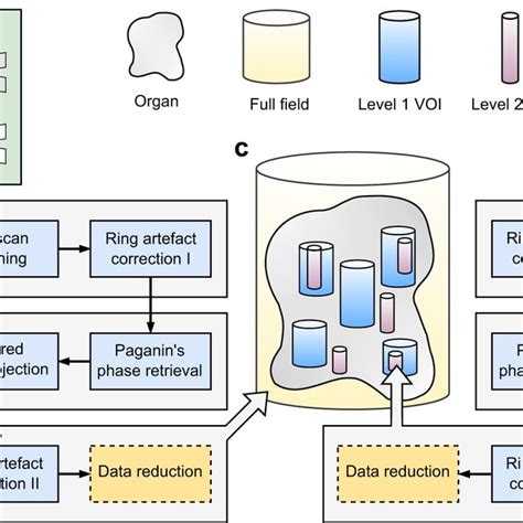 Synchrotron Based Hierarchical Phase Contrast Tomography Hip Ct At Download Scientific