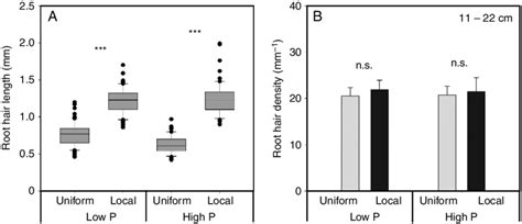 A Root Hair Length And B Root Hair Density Of The WT Grown In The Download Scientific